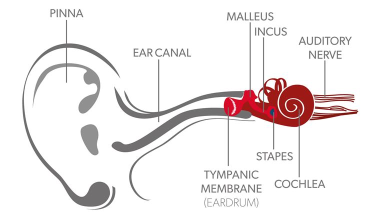 How does the ear work? The outer, middle and inner ear explained | Signia